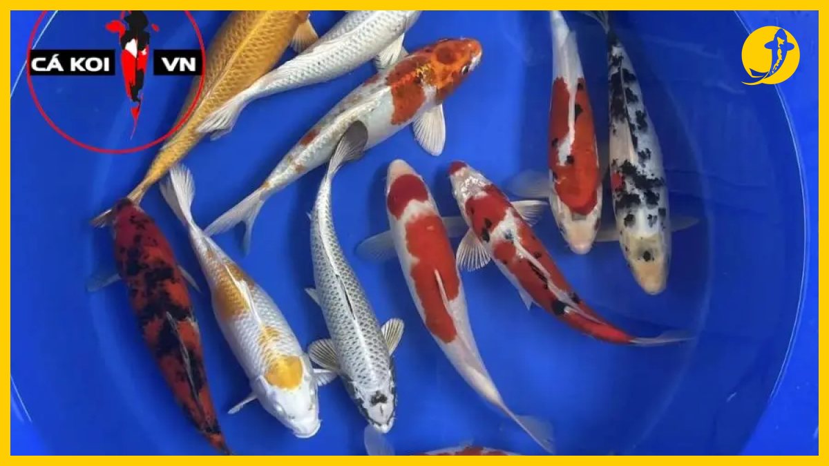 Xây Hồ Cá Koi Cần Những Gì? Hướng Dẫn Đầy Đủ - Thế Giới Cá Koi